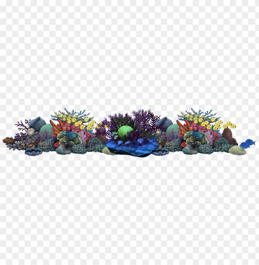 Free download | HD PNG corals png PNG transparent with Clear Background ...