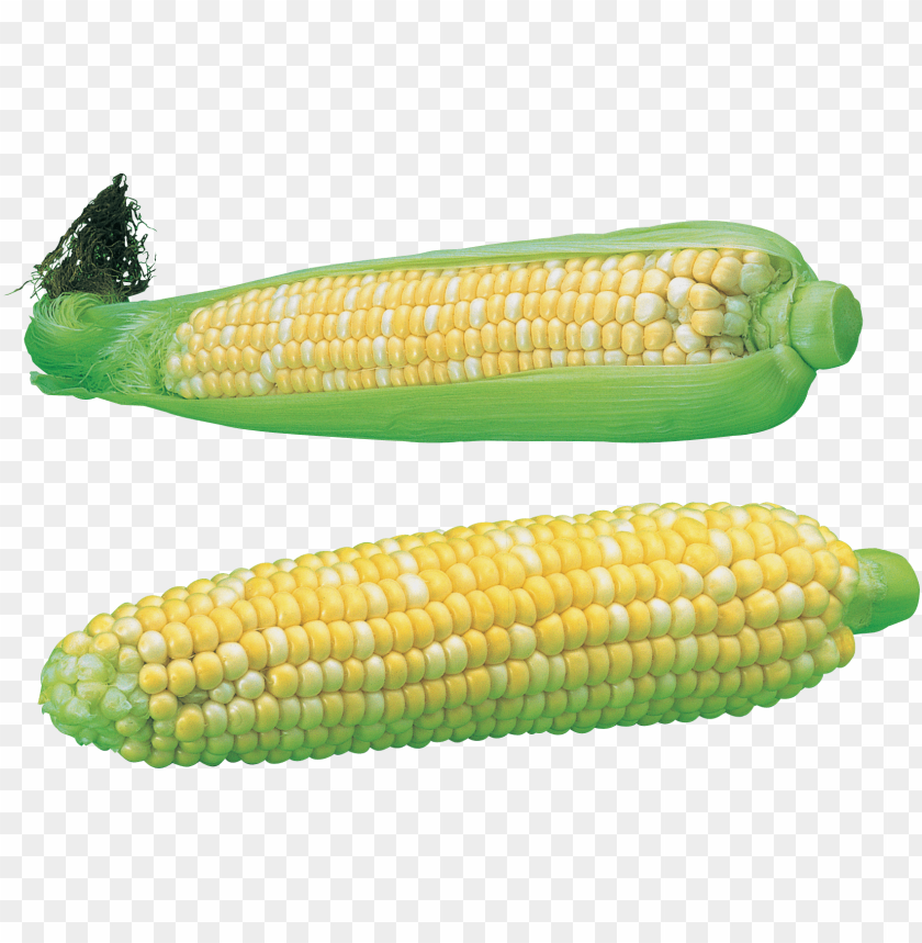 Free download | HD PNG fresh corn with bright yellow kernels png PNG ...