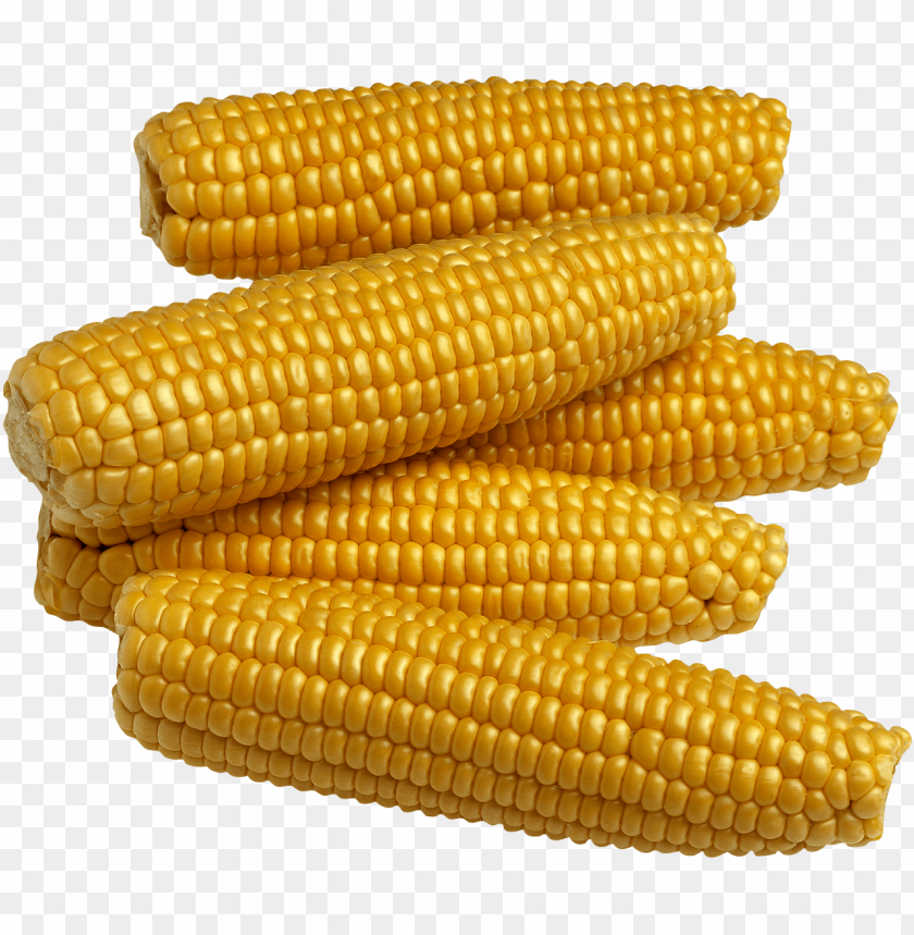 Free download | HD PNG fresh corn cobs with bright yellow kernels png ...