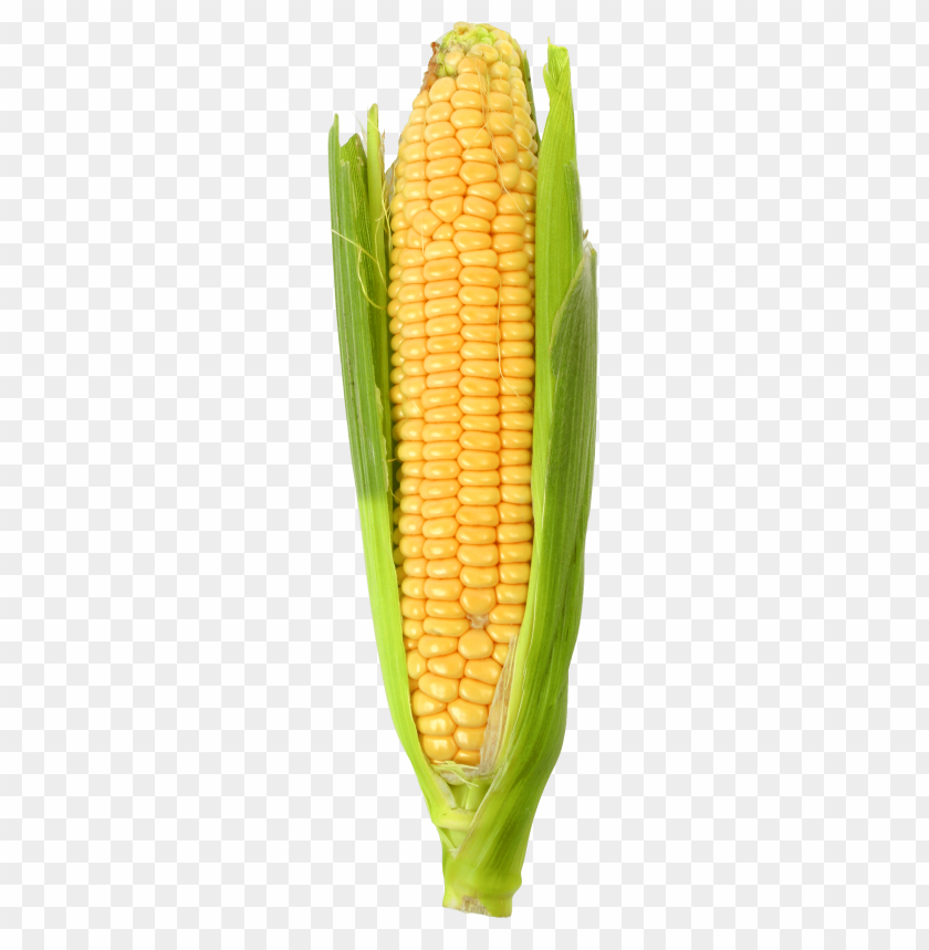Free download | HD PNG corn PNG images with transparent backgrounds ...