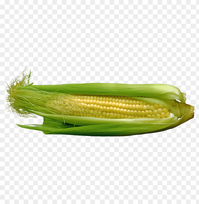 Free download | HD PNG corn PNG images with transparent backgrounds ...