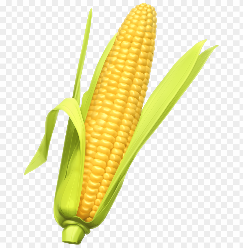 Free download | HD PNG fresh corn on cob png clipart png photo - 32531 ...
