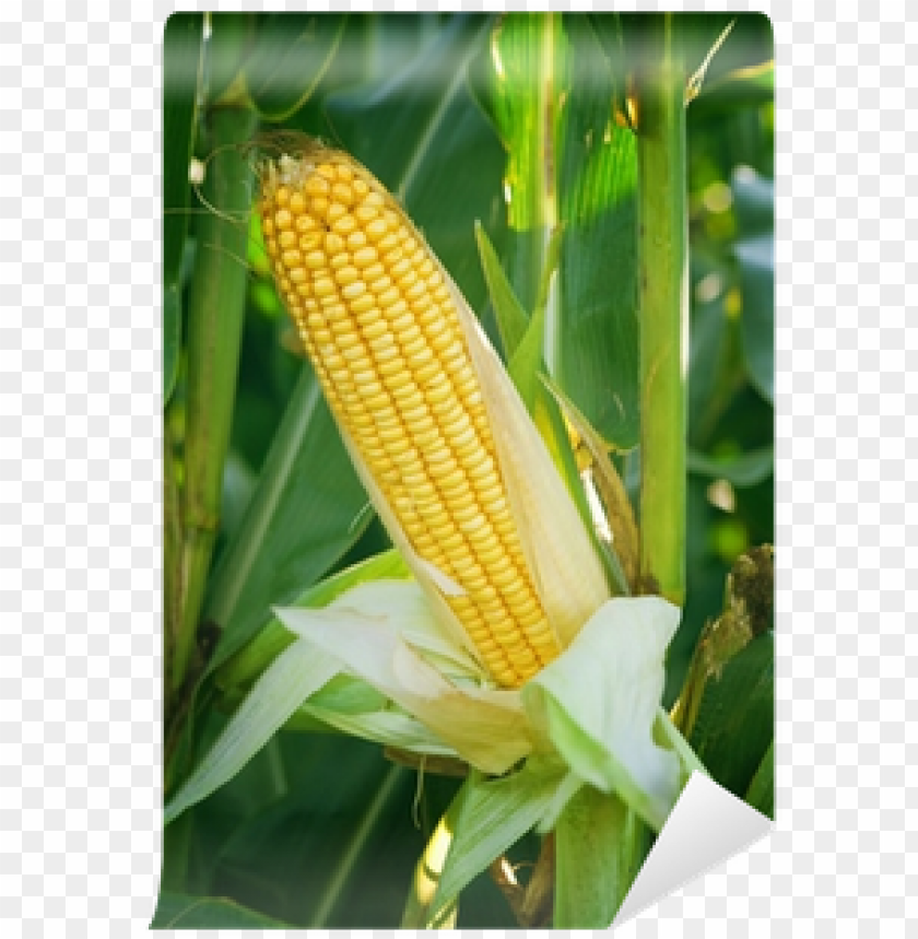 Maize PNG & clipart images | TOPpng