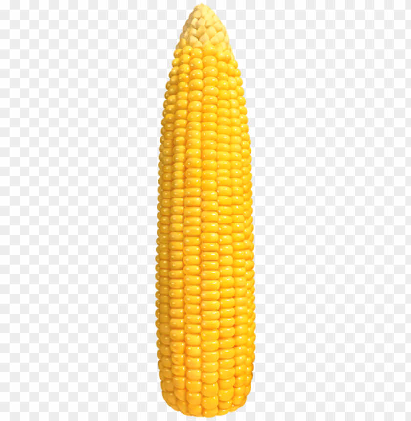Free download | HD PNG Transparent corn cob with green husk and soft ...