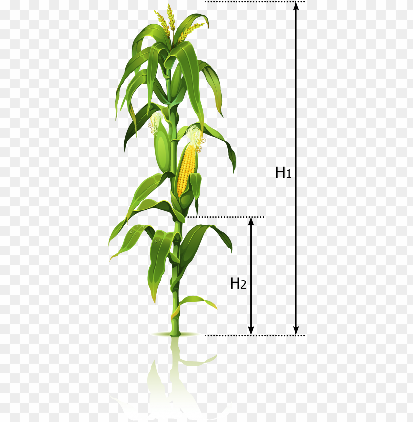 Free download | HD PNG corn tree png corn stalk drawi PNG transparent ...
