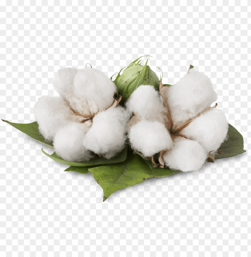 Free download | HD PNG cotton cotton benefits of cotton plant PNG ...