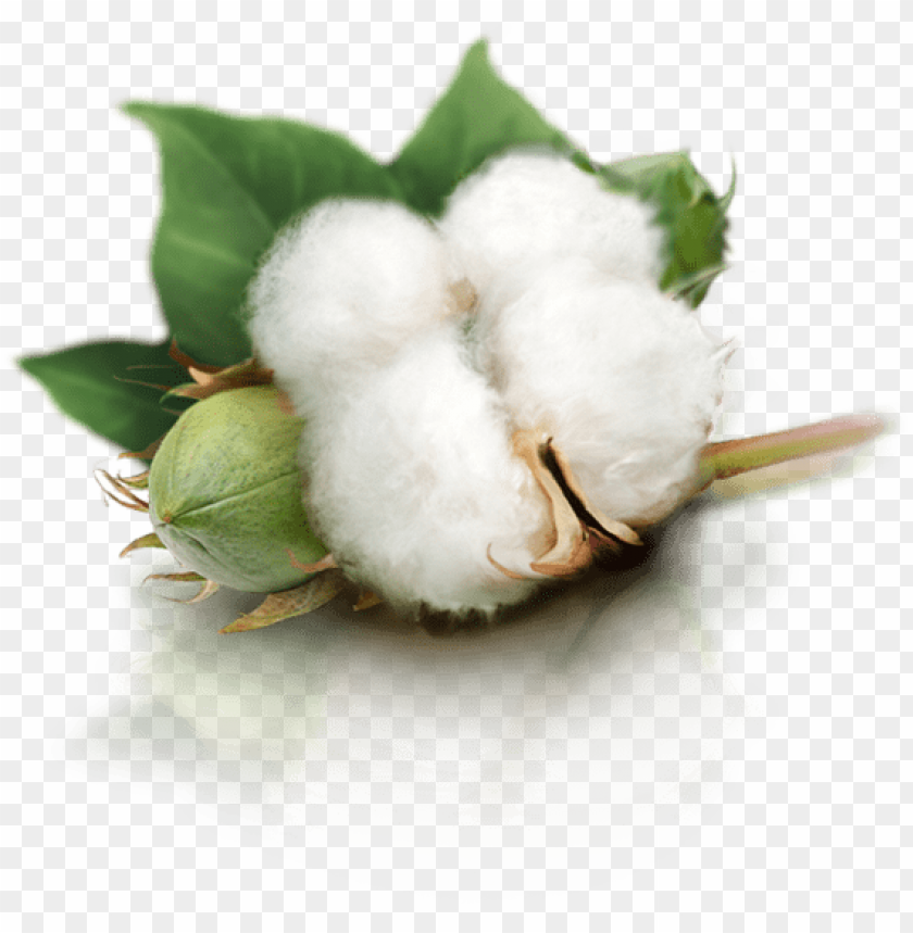 Free download | HD PNG PNG image of cotton plant with a clear ...