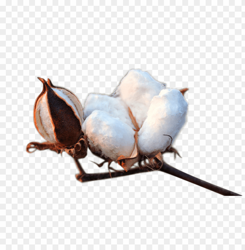 Free download | HD PNG PNG image of cotton bud close up png with a ...