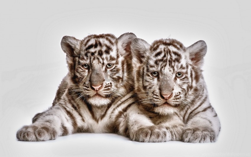 Free download | HD PNG couple cubs face young wallpaper background best ...