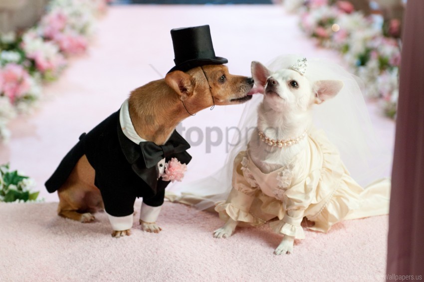 Free download | HD PNG couple dog dress wedding wallpaper background ...