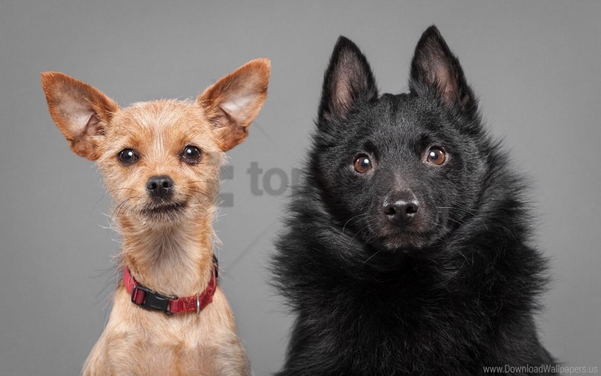 Free download | HD PNG couple dog emotion puppies wallpaper background ...
