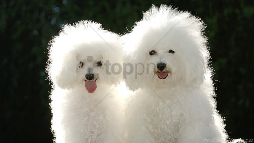 Free download | HD PNG couple dog poodle shadow wallpaper background ...