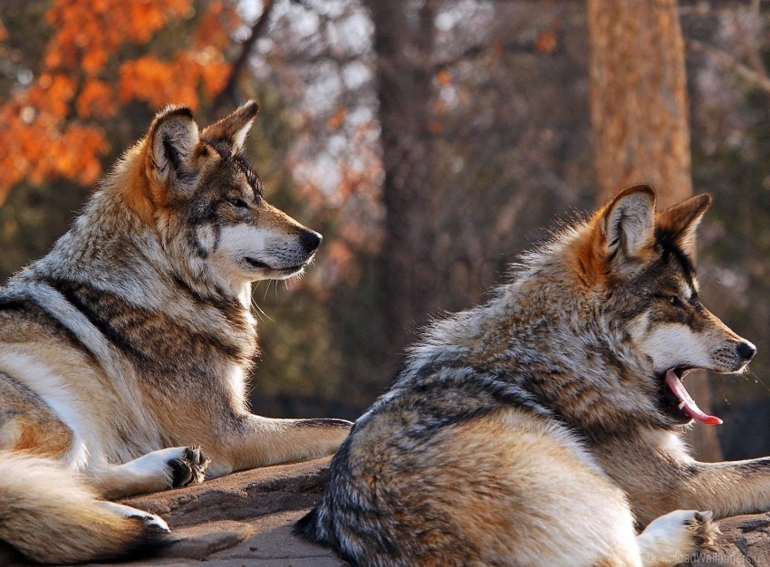Free download | HD PNG couple down wolves yawn wallpaper background ...