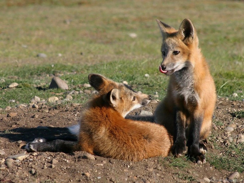 Free download | HD PNG couple fox grass lick wallpaper background best ...