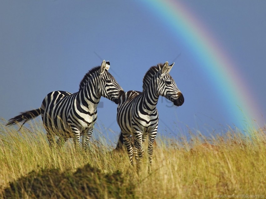 Free download | HD PNG couple grass rainbow zebra wallpaper background ...