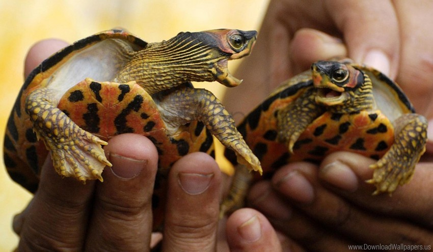 Free download | HD PNG couple hand turtles wallpaper background best ...