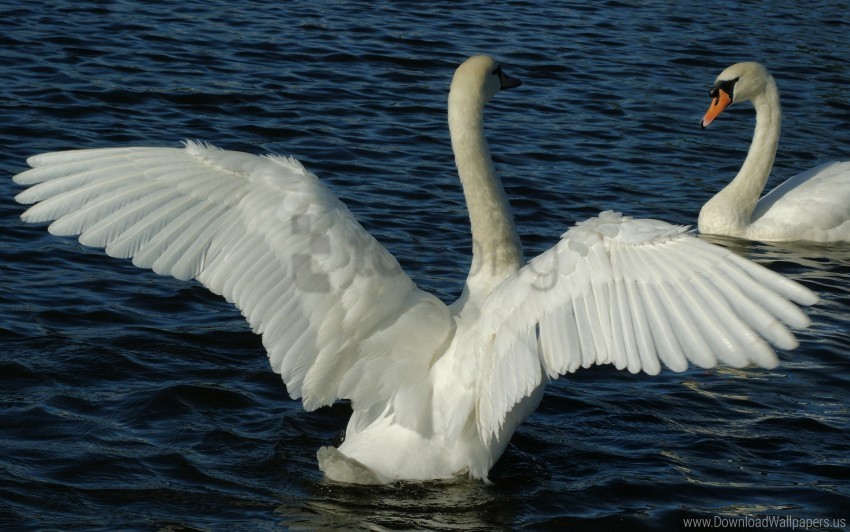 Free download | HD PNG couple swans swimming swing water wings ...