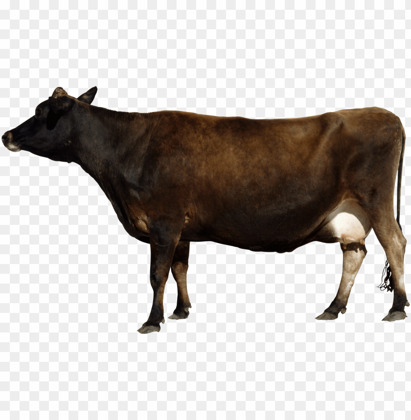 Free download | HD PNG brown cow standing facing right png | TOPpng