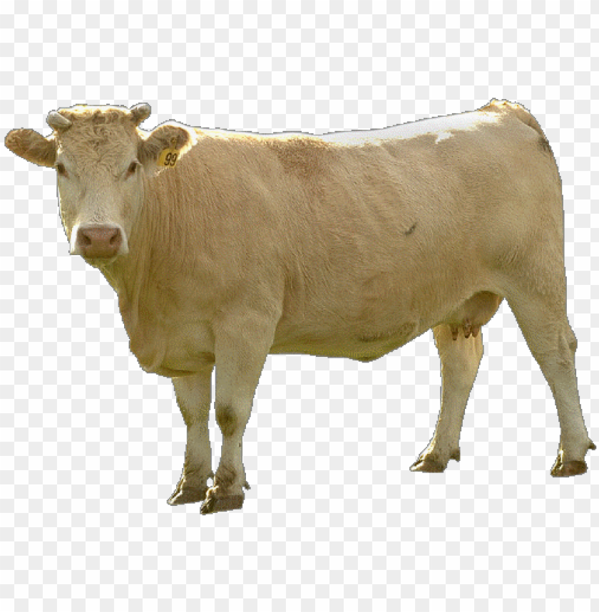 Free download | HD PNG beige cow standing with ears pointed forward png ...