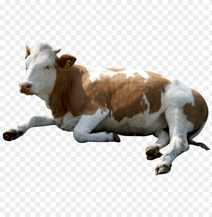 Free download | HD PNG cow png images background - Image ID 9419 | TOPpng
