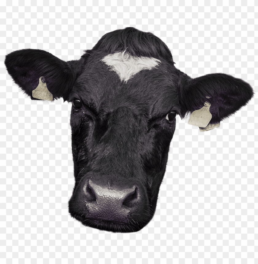 Free download | HD PNG cow face png cow face photo PNG transparent with ...