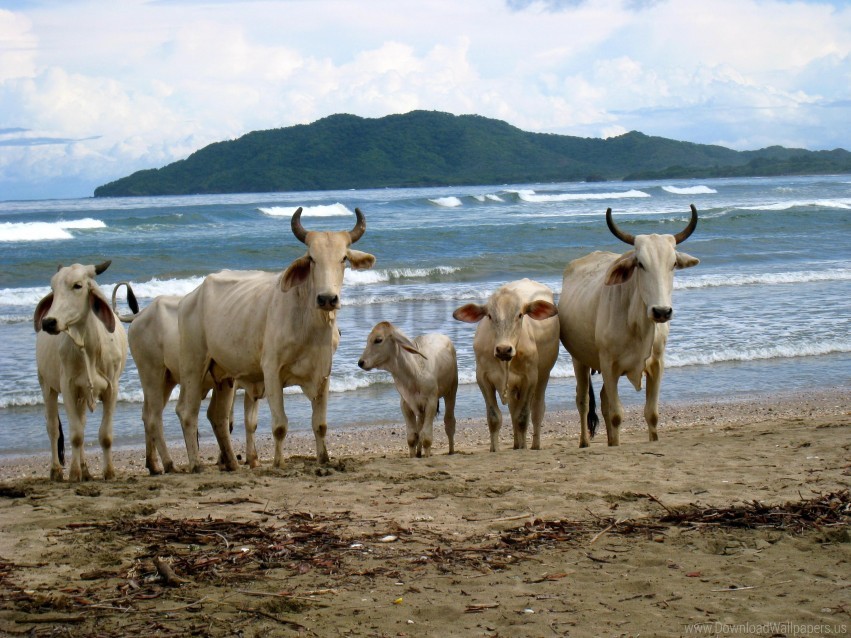 Free download | HD PNG cows flock shore wallpaper background best stock ...