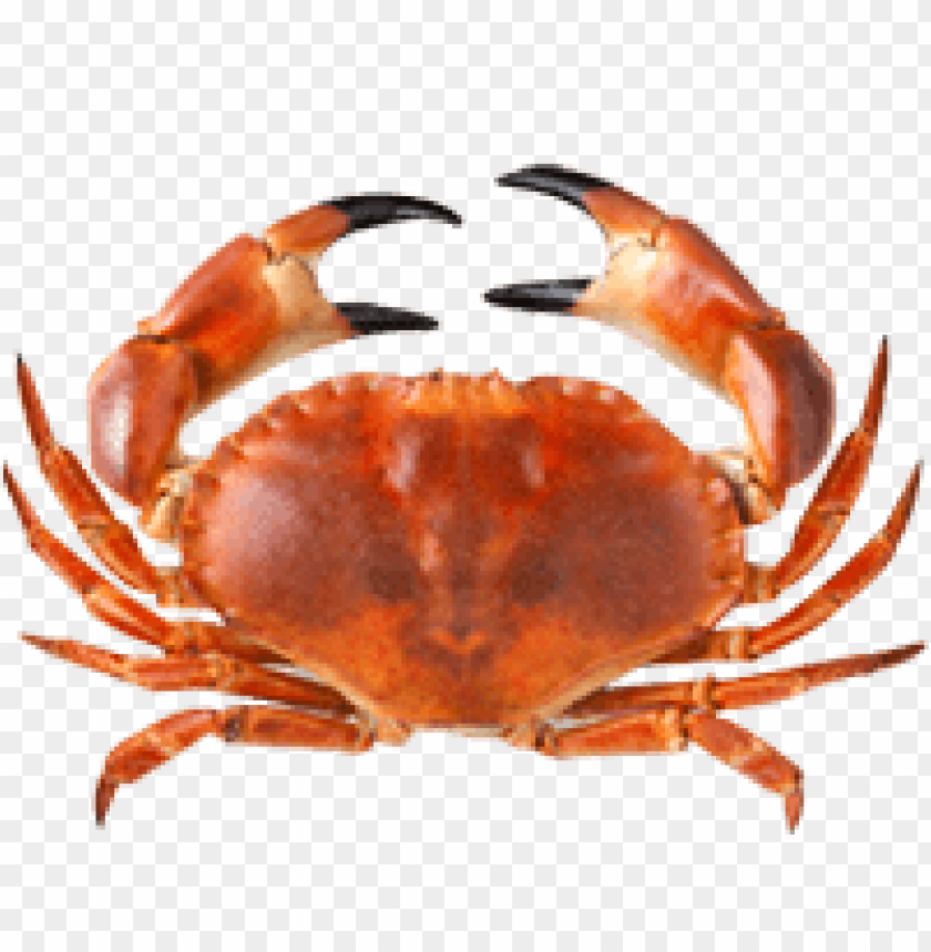Free download | HD PNG cooked crab with brownish shell and small claws ...