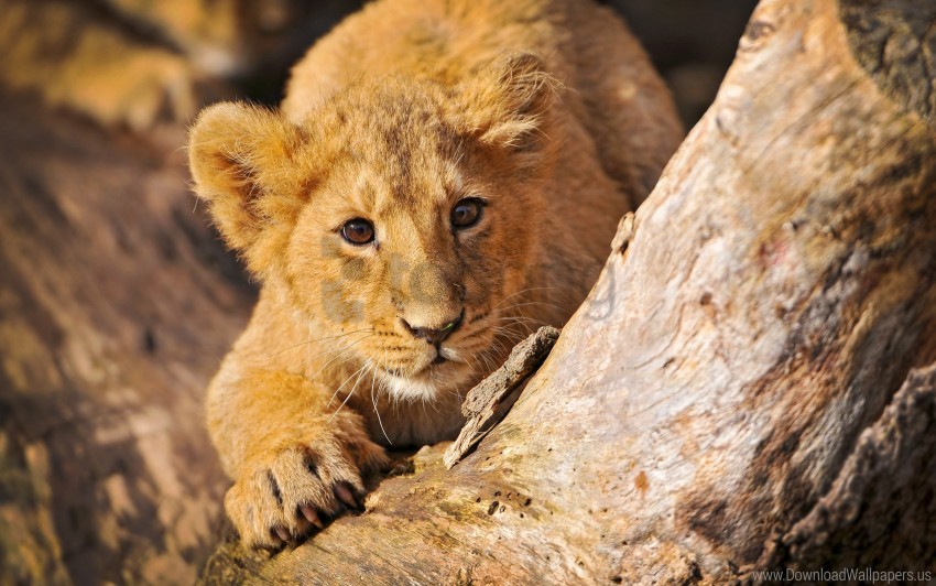 Free download | HD PNG crawl hide lion cub wallpaper background best ...