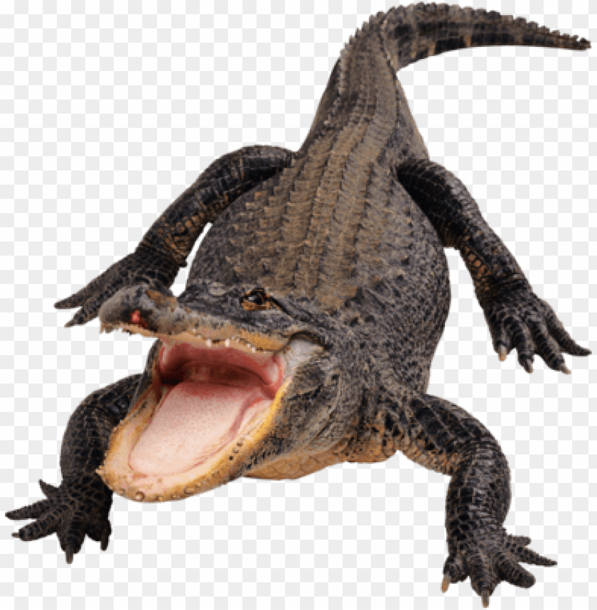 Free download | HD PNG crocodile with wide open mouth aggressive stance ...
