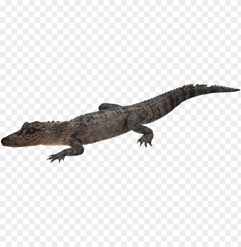 Free download | HD PNG crocodile standing on two legs with wide open ...