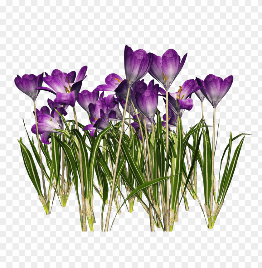Free download | HD PNG PNG image of bunch of purple crocus flowers png ...