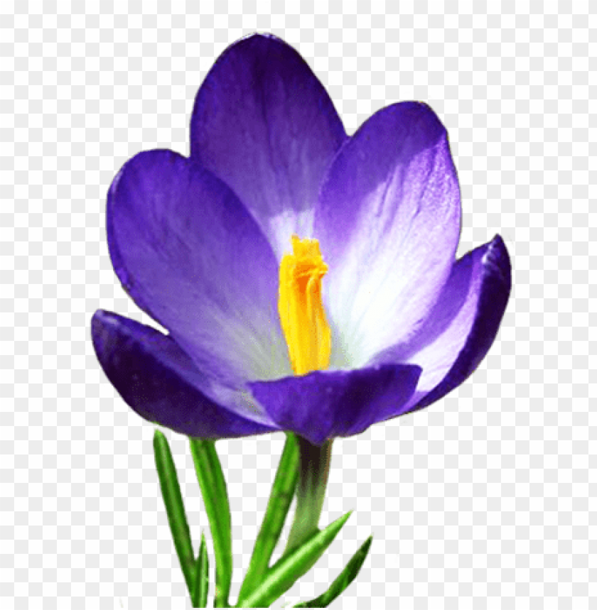 Free download | HD PNG PNG image of bright purple crocus png with a ...