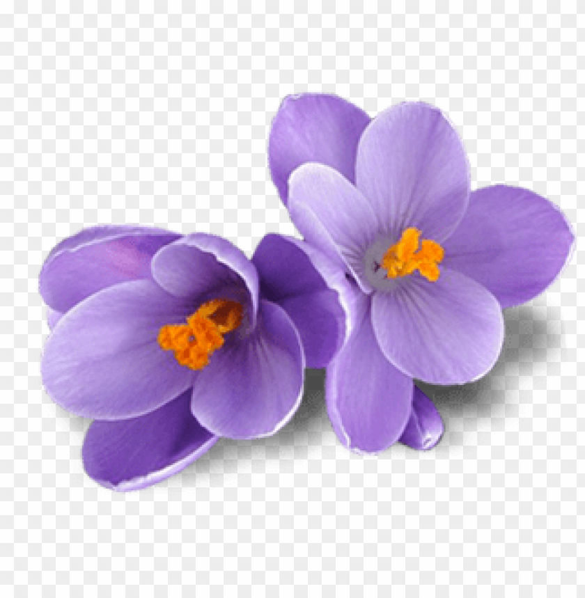 Free download | HD PNG PNG image of purple crocus flower with buds png ...