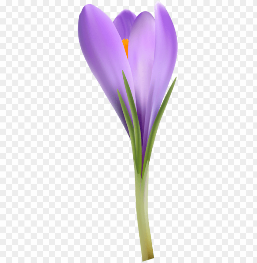 Free download | HD PNG PNG image of crocus with a clear background ...