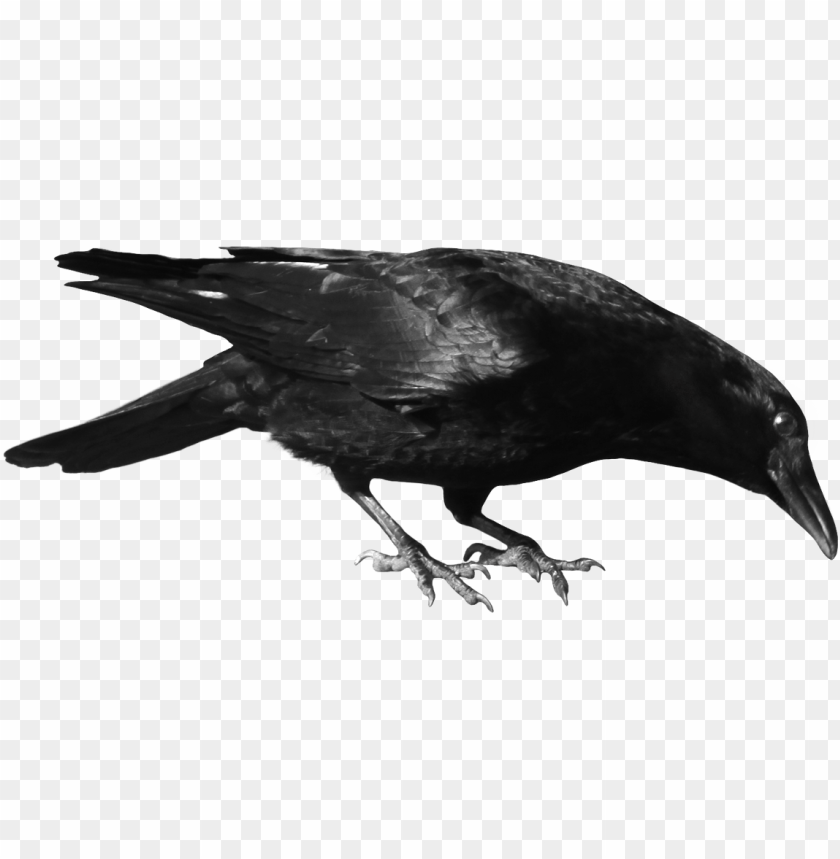 Free download | HD PNG crow standing with head tilted down dark ...