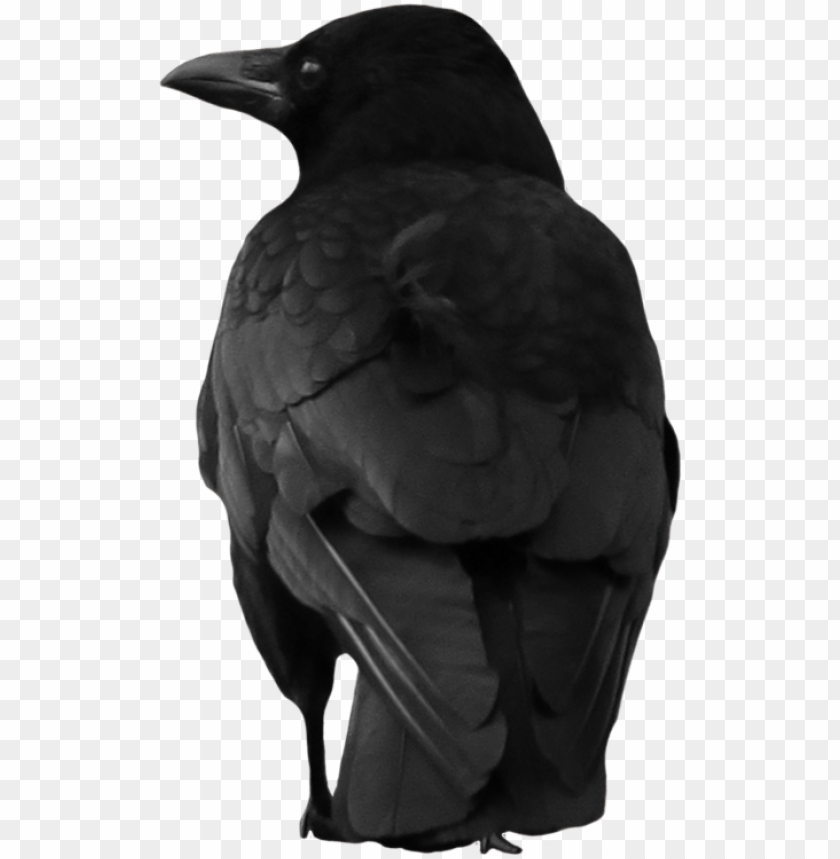 Free download | HD PNG crow standing tall with sleek feathers facing ...