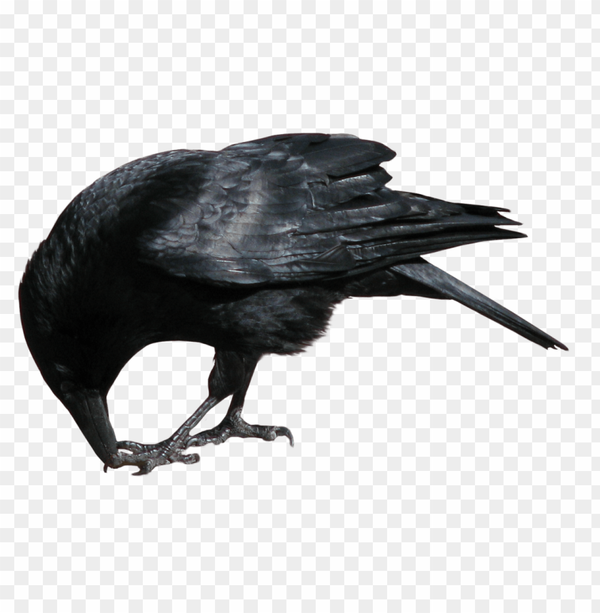 Free download | HD PNG crow standing with ruffled feathers side view ...