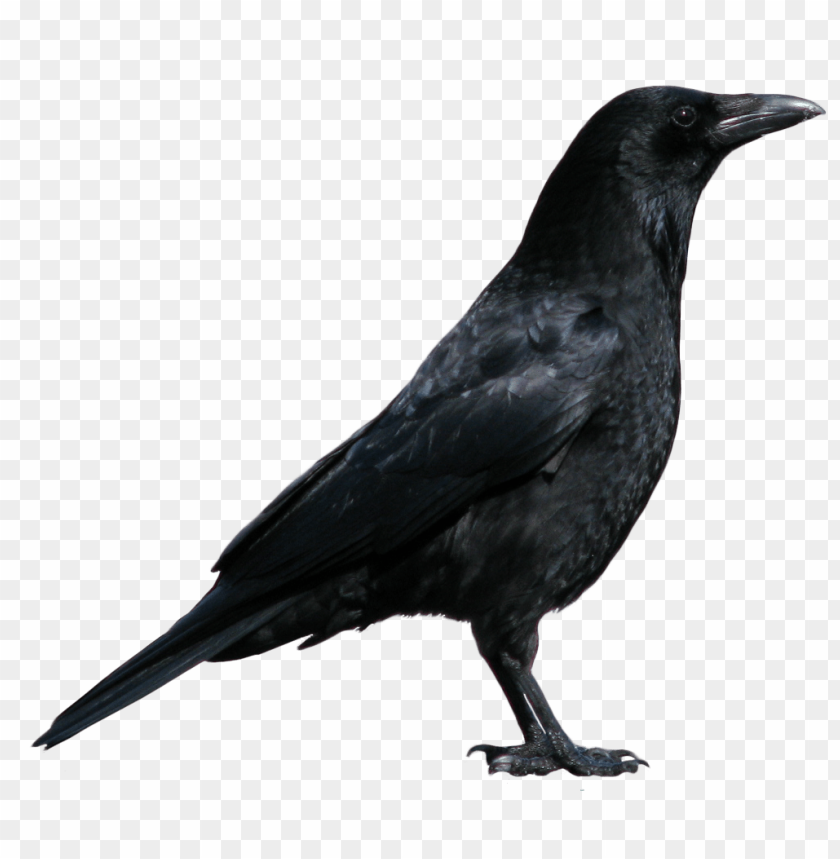 Free download | HD PNG crow standing with slender legs side view png ...