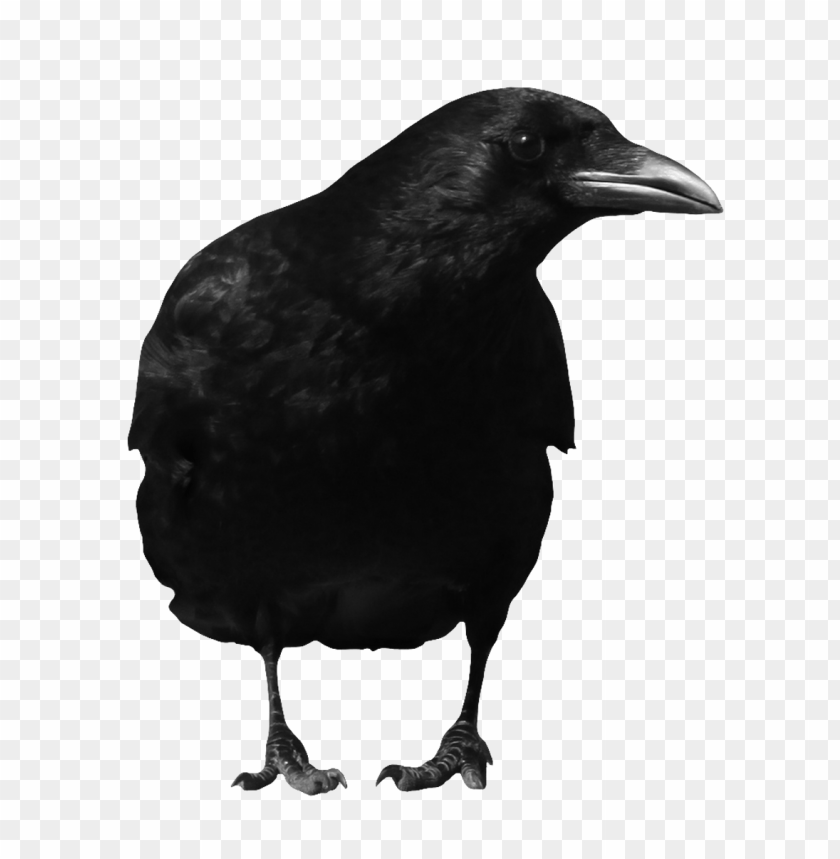 Free download | HD PNG raven standing with a curved beak side profile ...