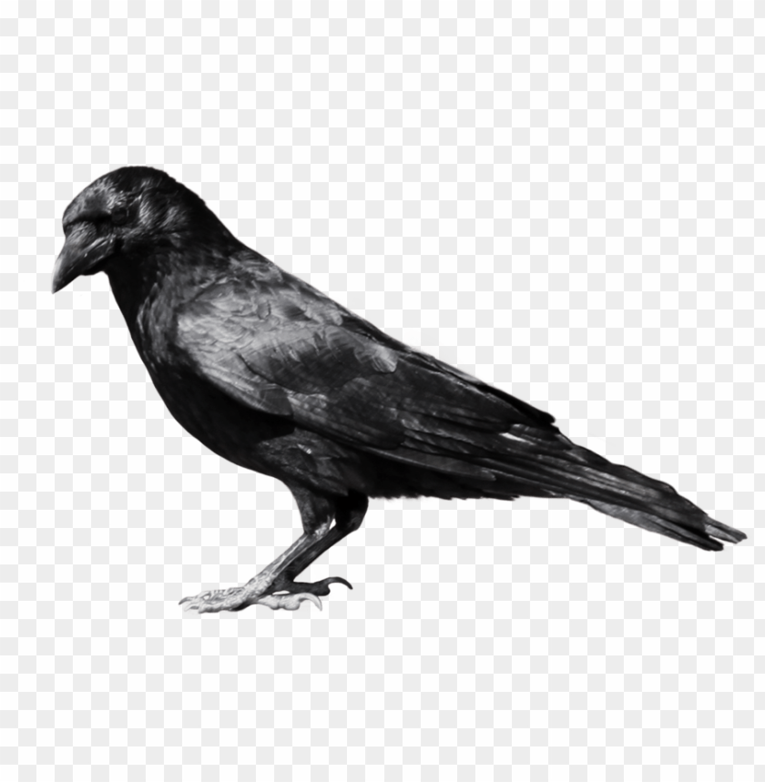 Free download | HD PNG crow standing with feathers ruffled looking ...