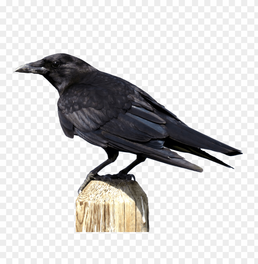 Free download | HD PNG black crow standing png | TOPpng