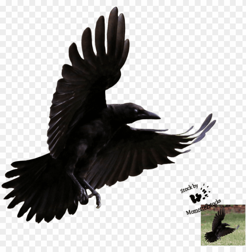Free download | HD PNG crow flying transparent background PNG ...