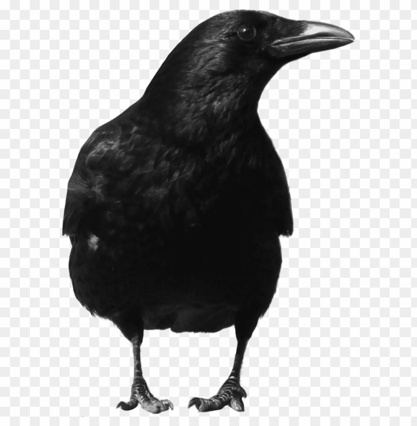 Free download | HD PNG crow large front | TOPpng