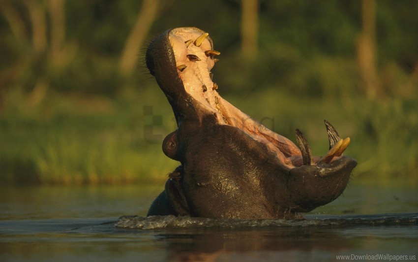 Free download | HD PNG cry fall grass hippopotamus river wallpaper ...
