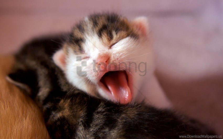 Free download | HD PNG crying face kid kitten wallpaper background best ...