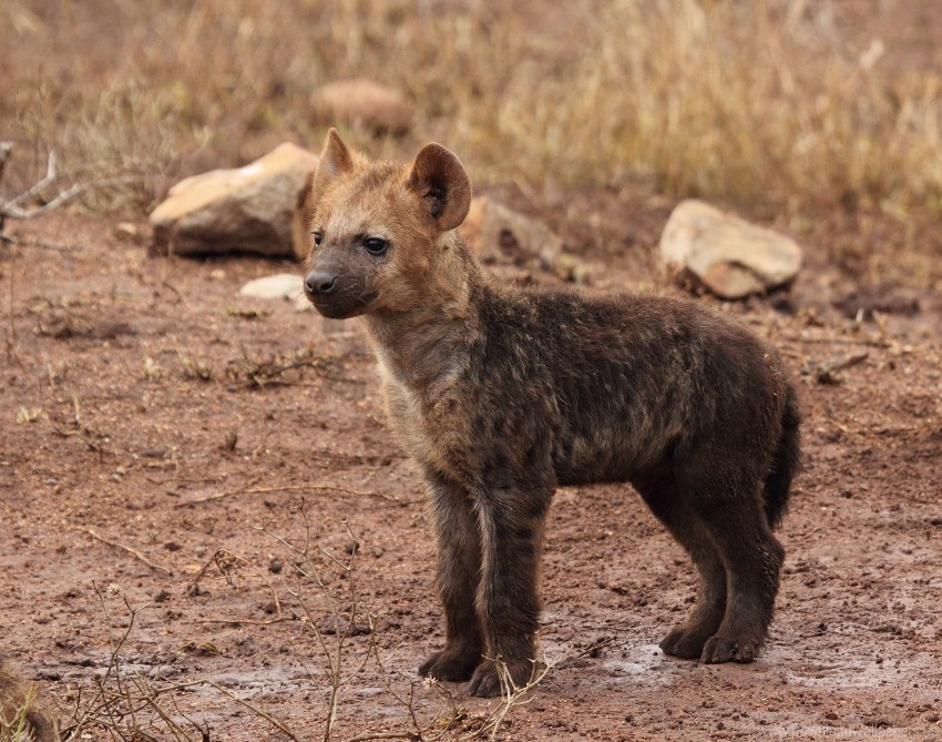 Free download | HD PNG cub hyena predator wallpaper background best ...