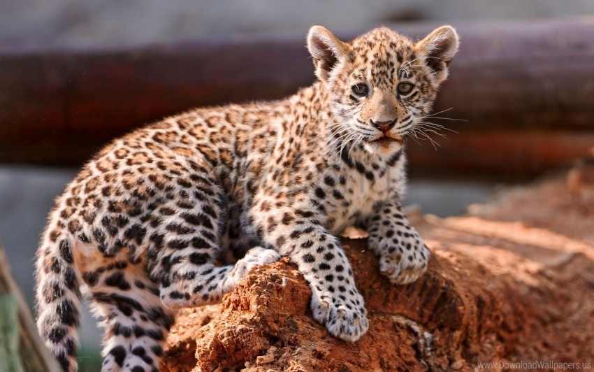 Free download | HD PNG cub kitten leopard wallpaper background best ...