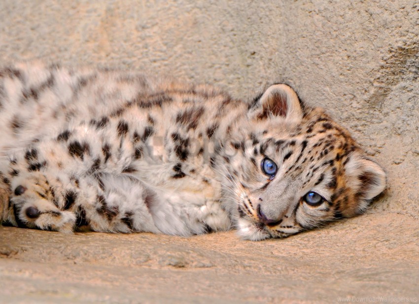 Free download | HD PNG cub lie look sadness snow leopard wallpaper ...