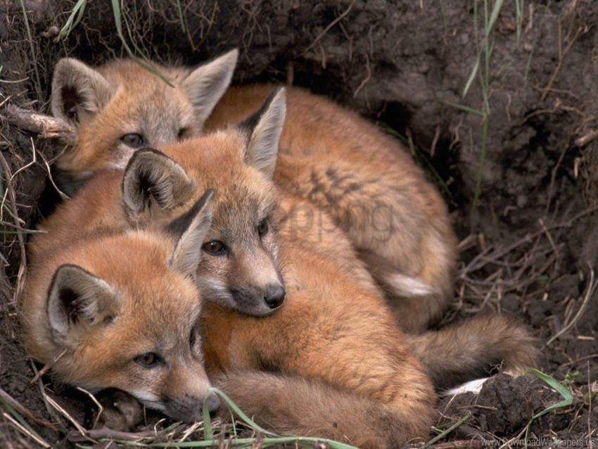 Free download | HD PNG cubs down fox foxes three warm wallpaper ...