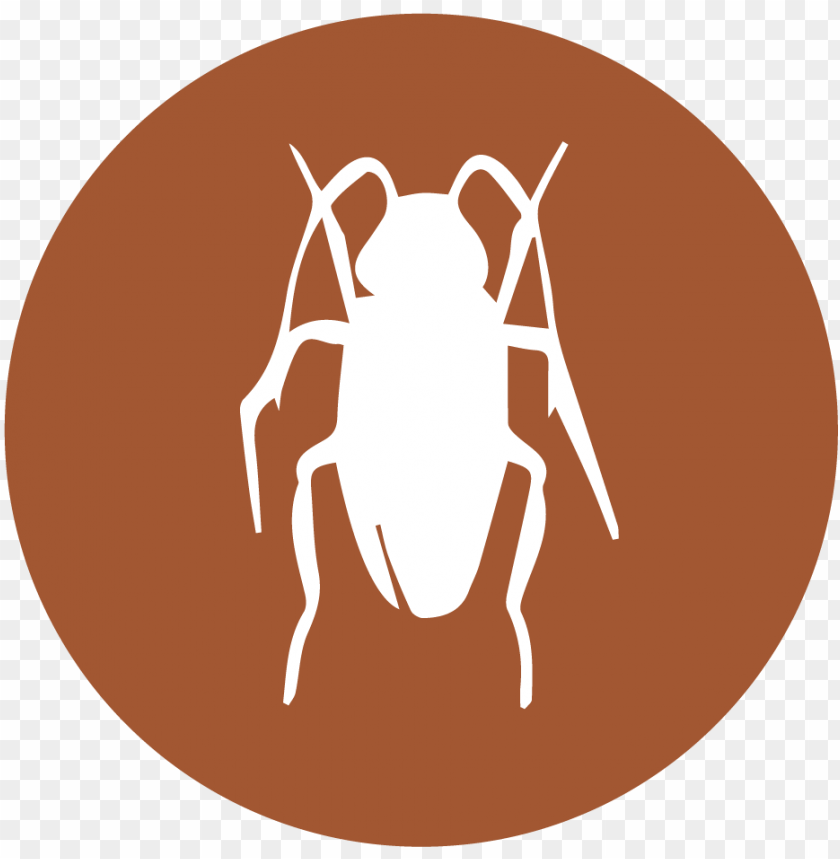 Free download | HD PNG cucarachas PNG transparent with Clear Background ...